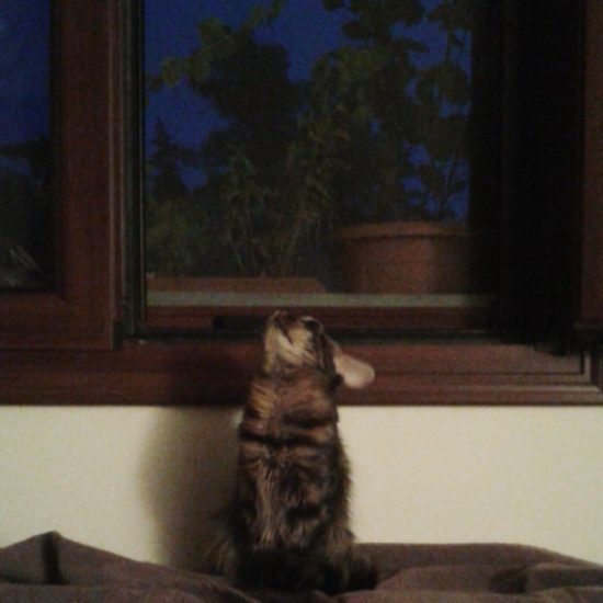 Jorge Kapa – Παρατηρώντας τι συμβαίνει