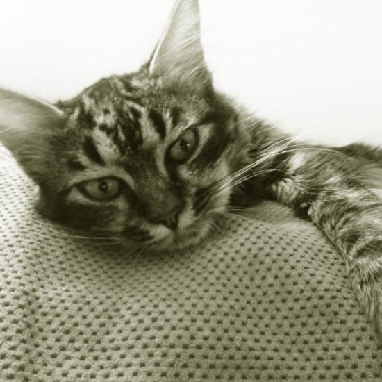 Jorge Kapa – Παρατηρώντας τι συμβαίνει